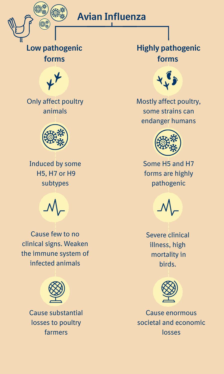 禽流感必知3件事 | Boehringer Ingelheim